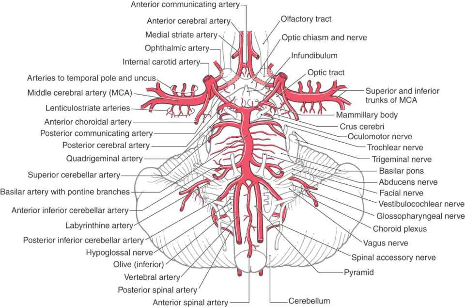 A Survey of the Cerebrovascular System | Neupsy Key