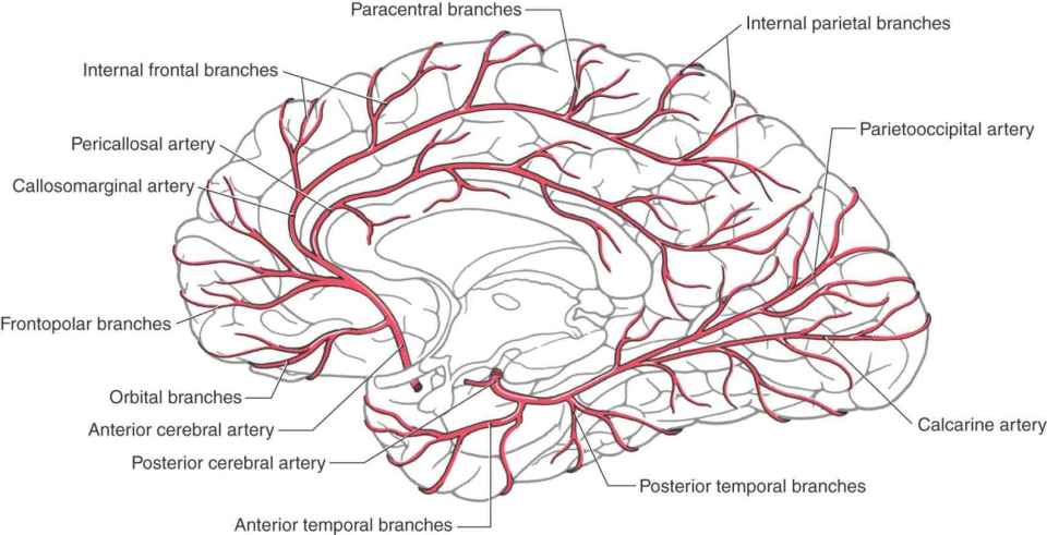 A Survey of the Cerebrovascular System | Neupsy Key