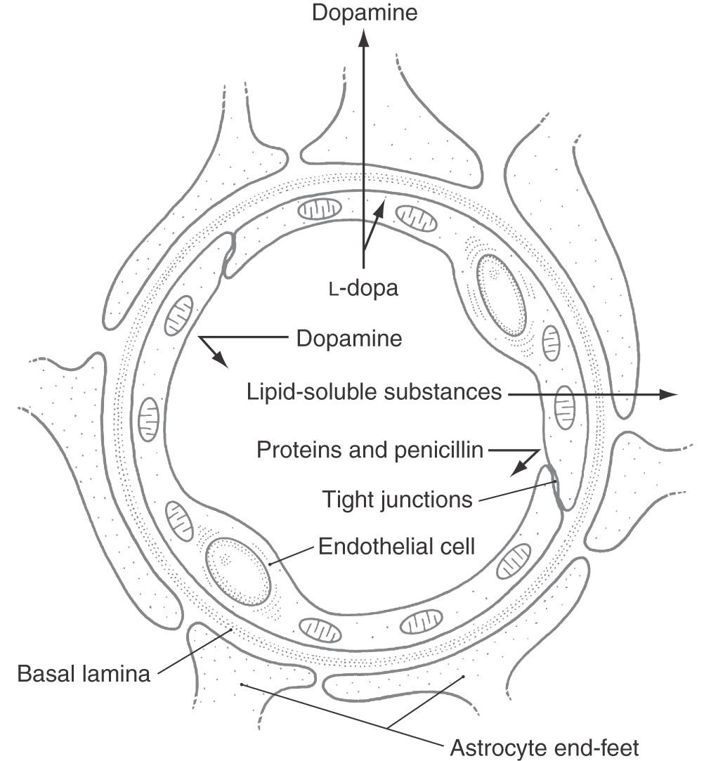 A Survey of the Cerebrovascular System | Neupsy Key
