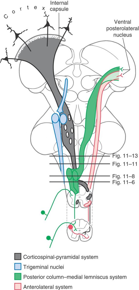 The Medulla Oblongata | Neupsy Key