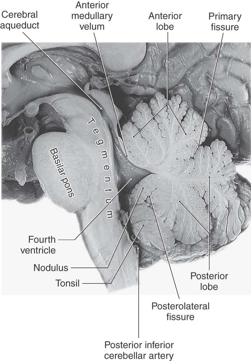 The Pons and Cerebellum | Neupsy Key