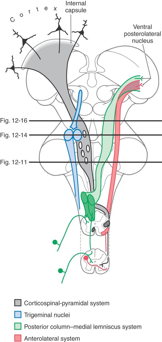 The Pons and Cerebellum | Neupsy Key