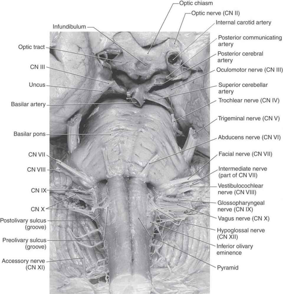 A Synopsis of Cranial Nerves of the Brainstem | Neupsy Key