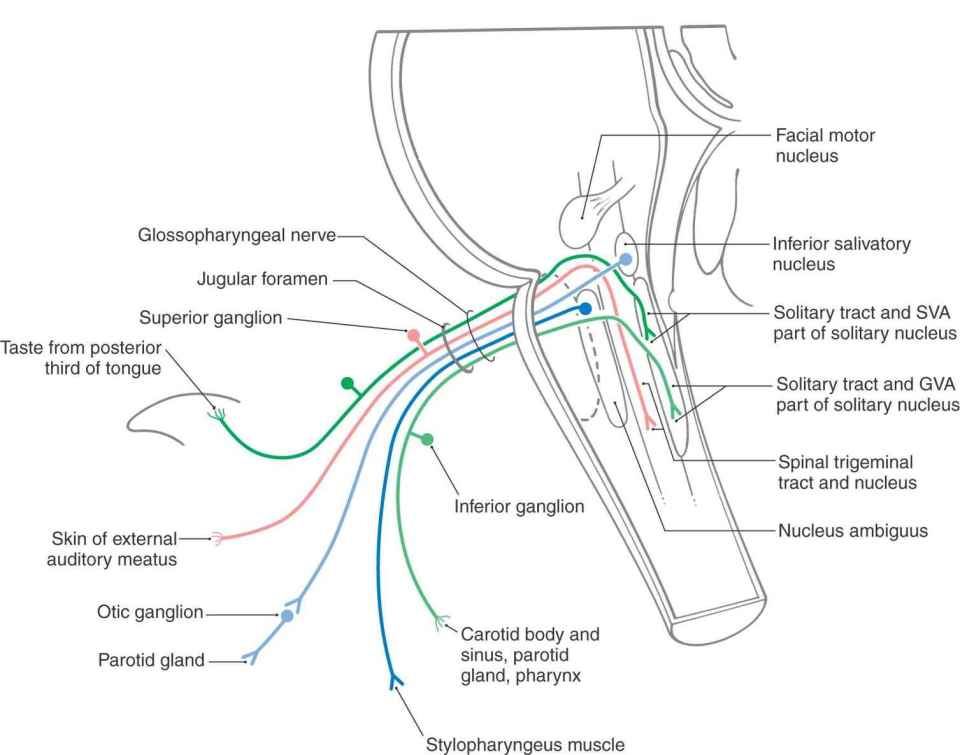 A Synopsis of Cranial Nerves of the Brainstem | Neupsy Key