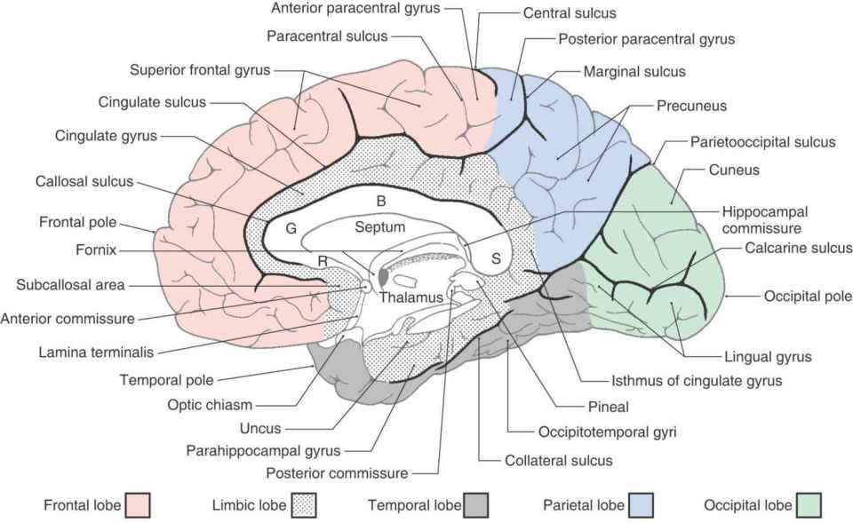 The Telencephalon | Neupsy Key