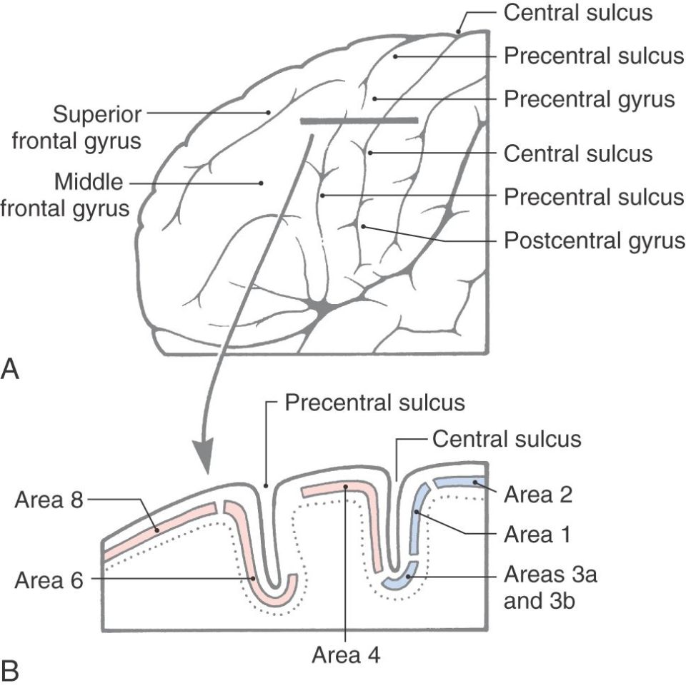 The Telencephalon | Neupsy Key
