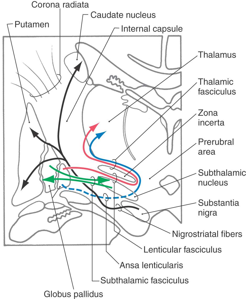 The Telencephalon | Neupsy Key