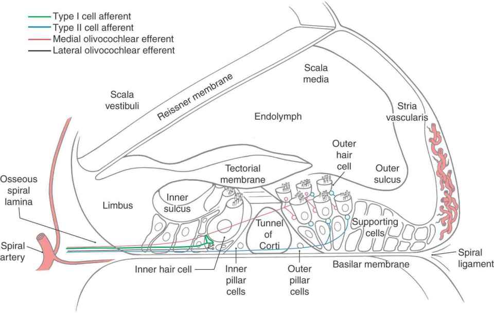 The Auditory System | Neupsy Key