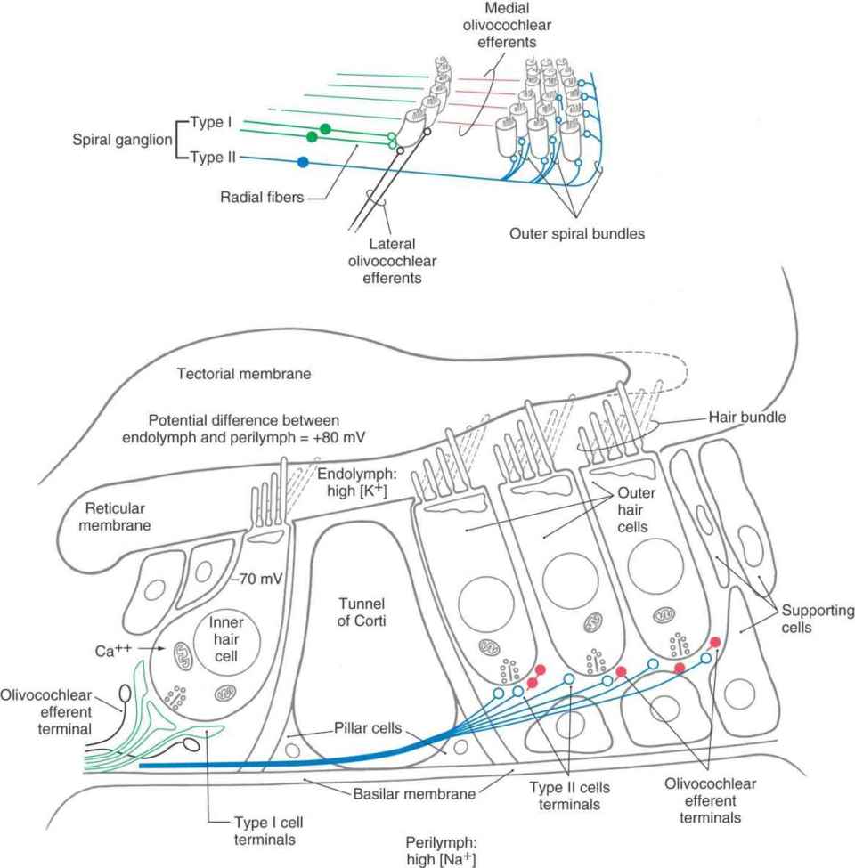The Auditory System | Neupsy Key