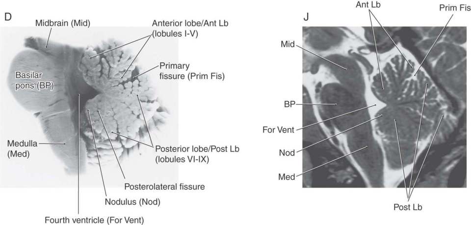 The Cerebellum | Neupsy Key