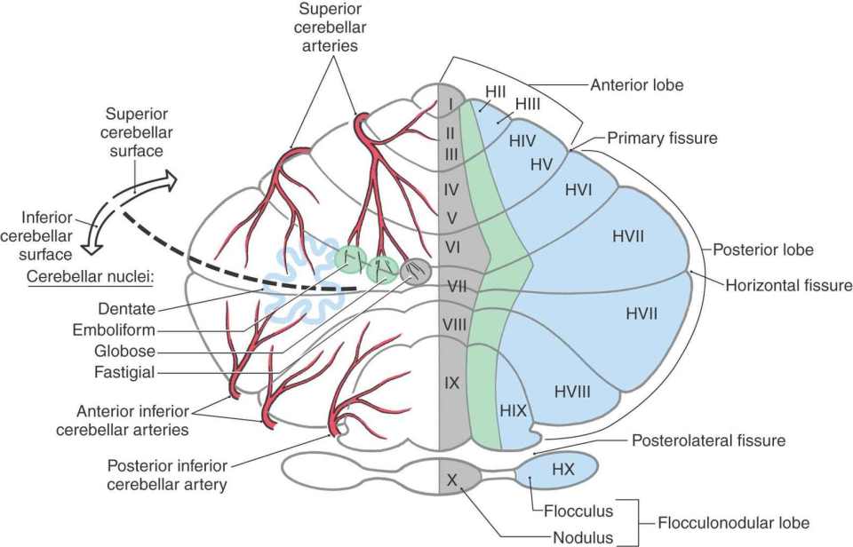 The Cerebellum | Neupsy Key