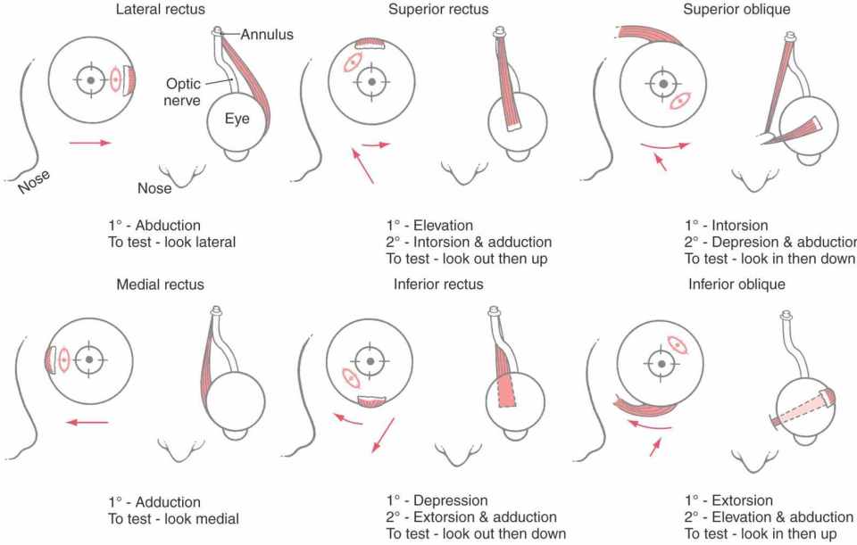 Visual Motor Systems | Neupsy Key