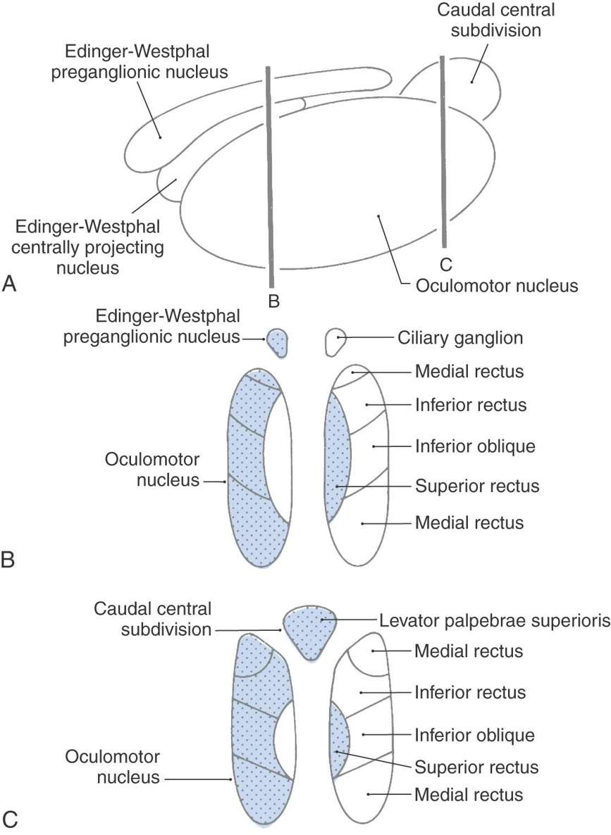 Visual Motor Systems | Neupsy Key