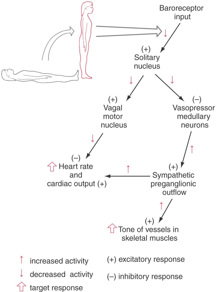 Visceral Motor Pathways | Neupsy Key