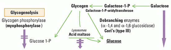 Basics of Metabolism and Pediatric Neurology | Neupsy Key