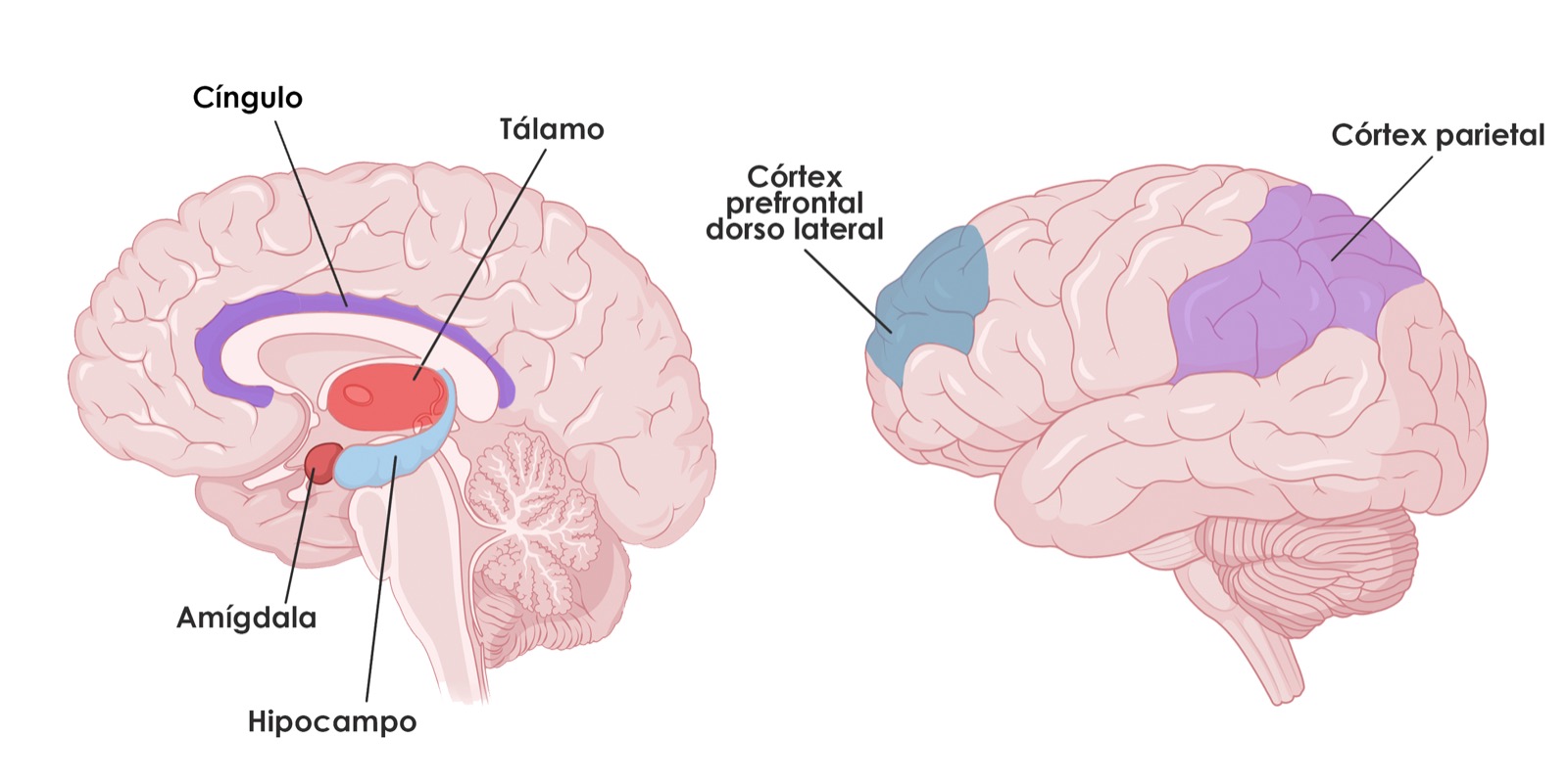 Estrés postraumático: Cuando el cerebro sufre un trauma - NeuroClass