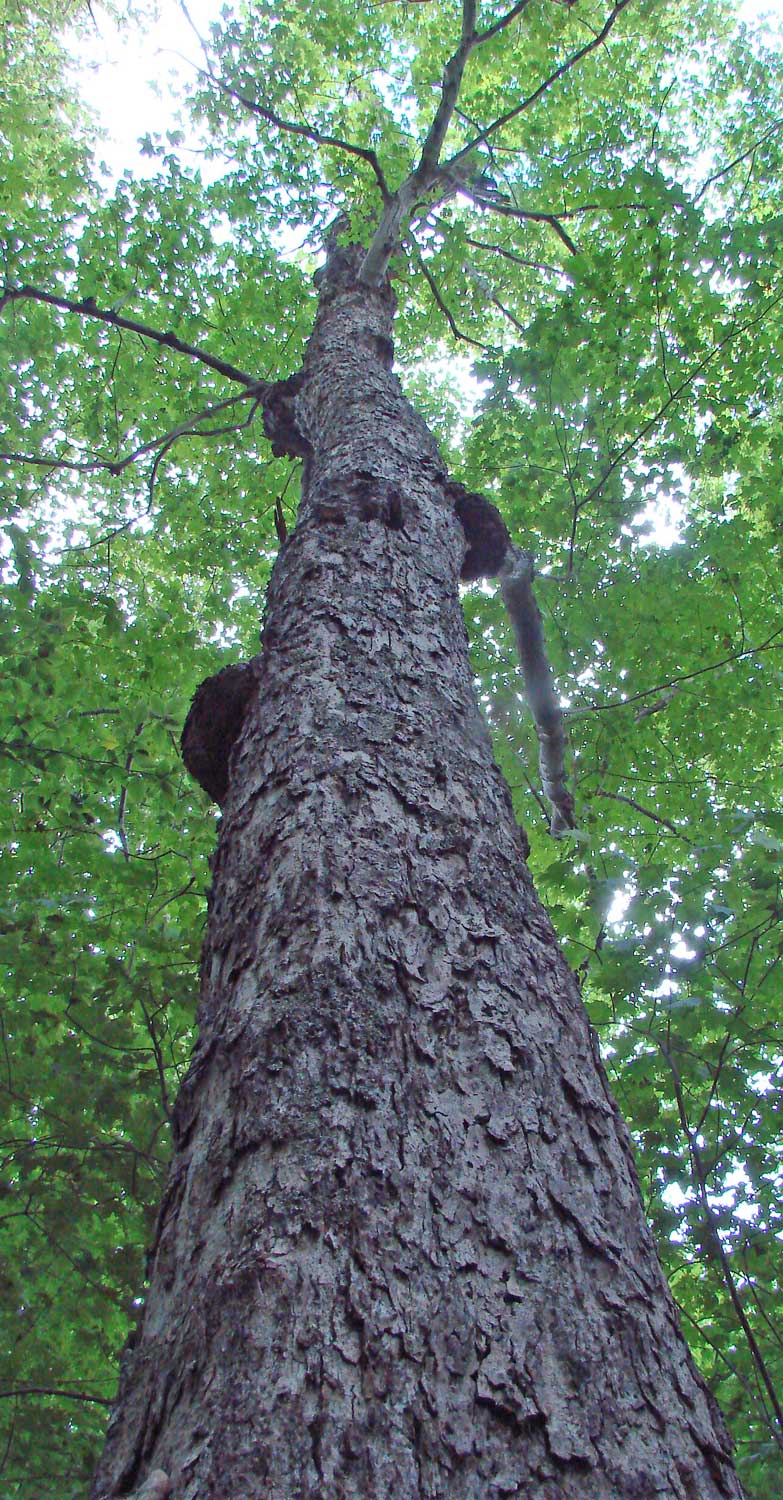 Lessons from New Hampshire: clearcutting on acidified soil reduces ...