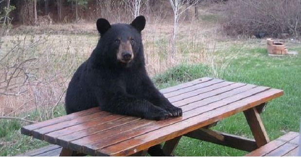 Novels That Feature A Woman Having Sex With A Bear Numéro Cinq