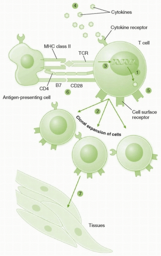 Basics in Transplant Immunology | Nurse Key