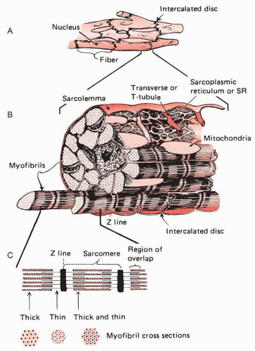 Cardiac Anatomy and Physiology | Nurse Key