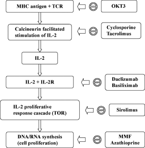 Immunosuppressive and Immunomodulatory Drugs | Obgyn Key