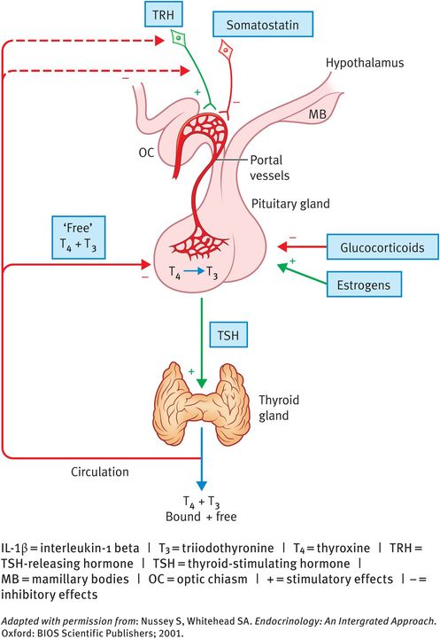Adrenal and thyroid glands and the pancreas | Obgyn Key