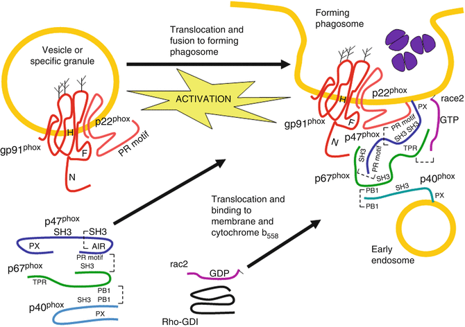 Phagocytes Defects | Obgyn Key