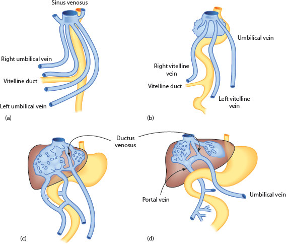 Development of the liver and pancreas | Obgyn Key