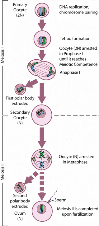 Female and Male Gametogenesis | Obgyn Key