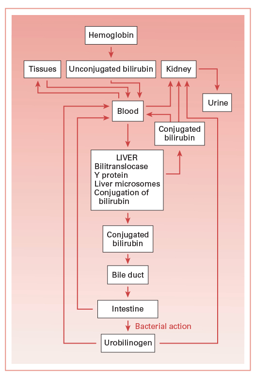Jaundice | Obgyn Key
