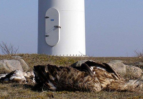 Golden Eagles Face Extinction – Are Wind Farms the Main Cause?
