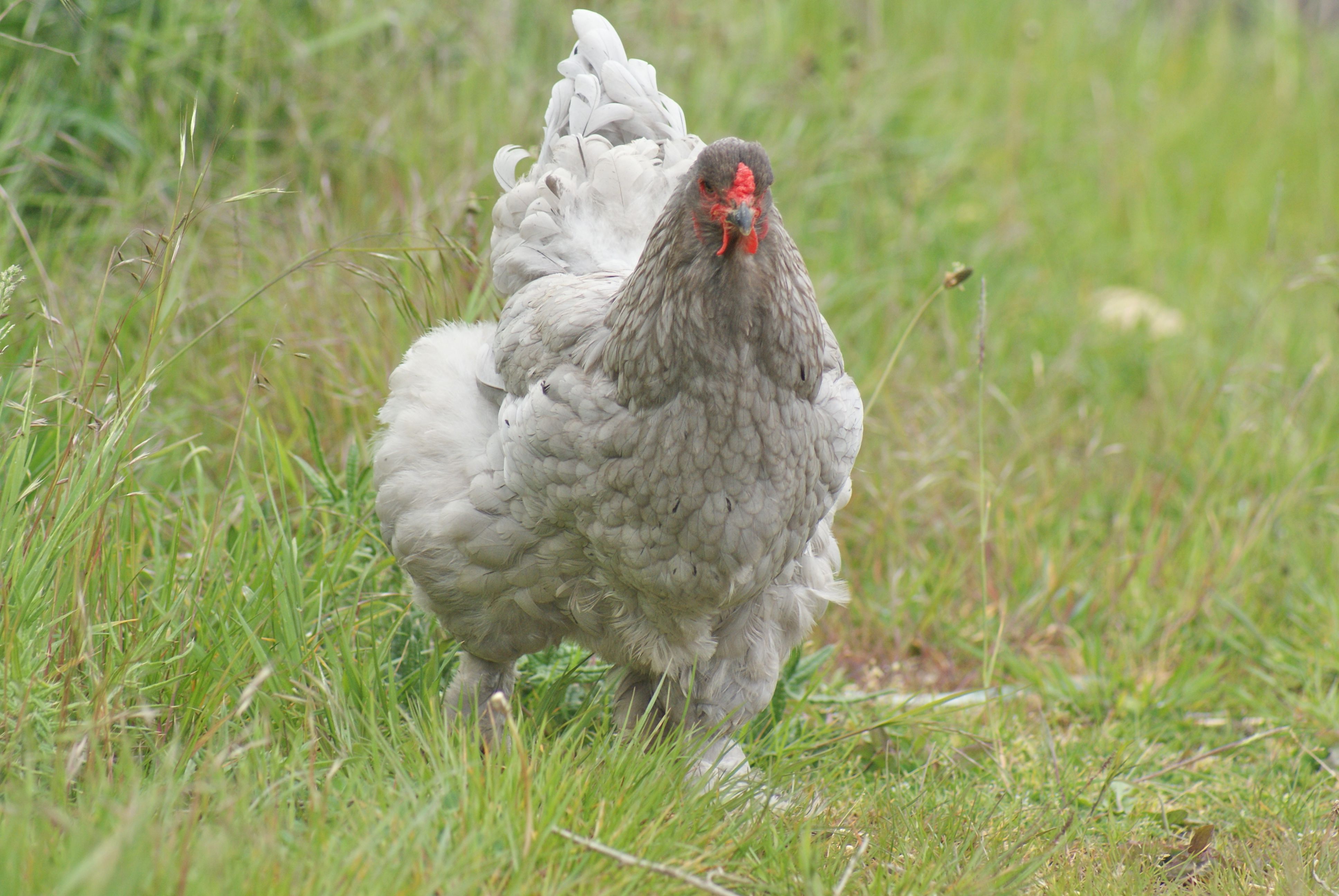 Blog, poule brahma bleue, grande race