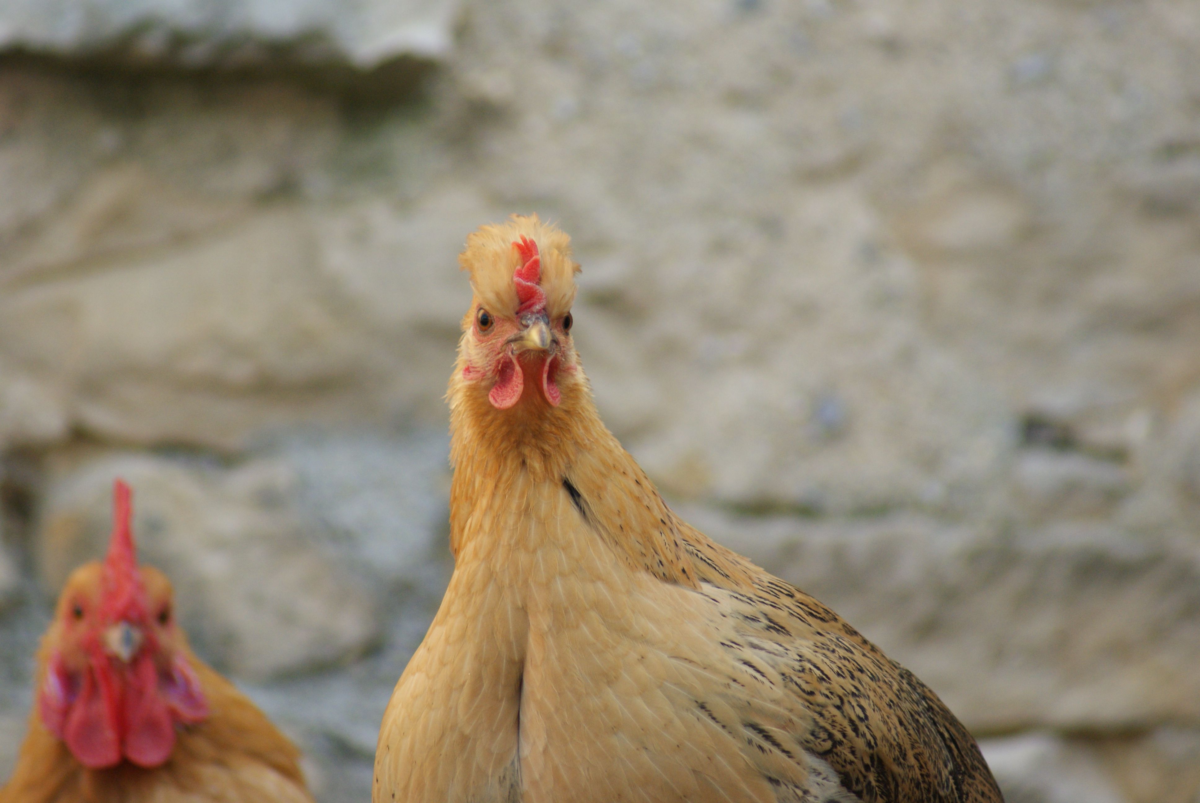Cotcot, poule naine huppée dorée