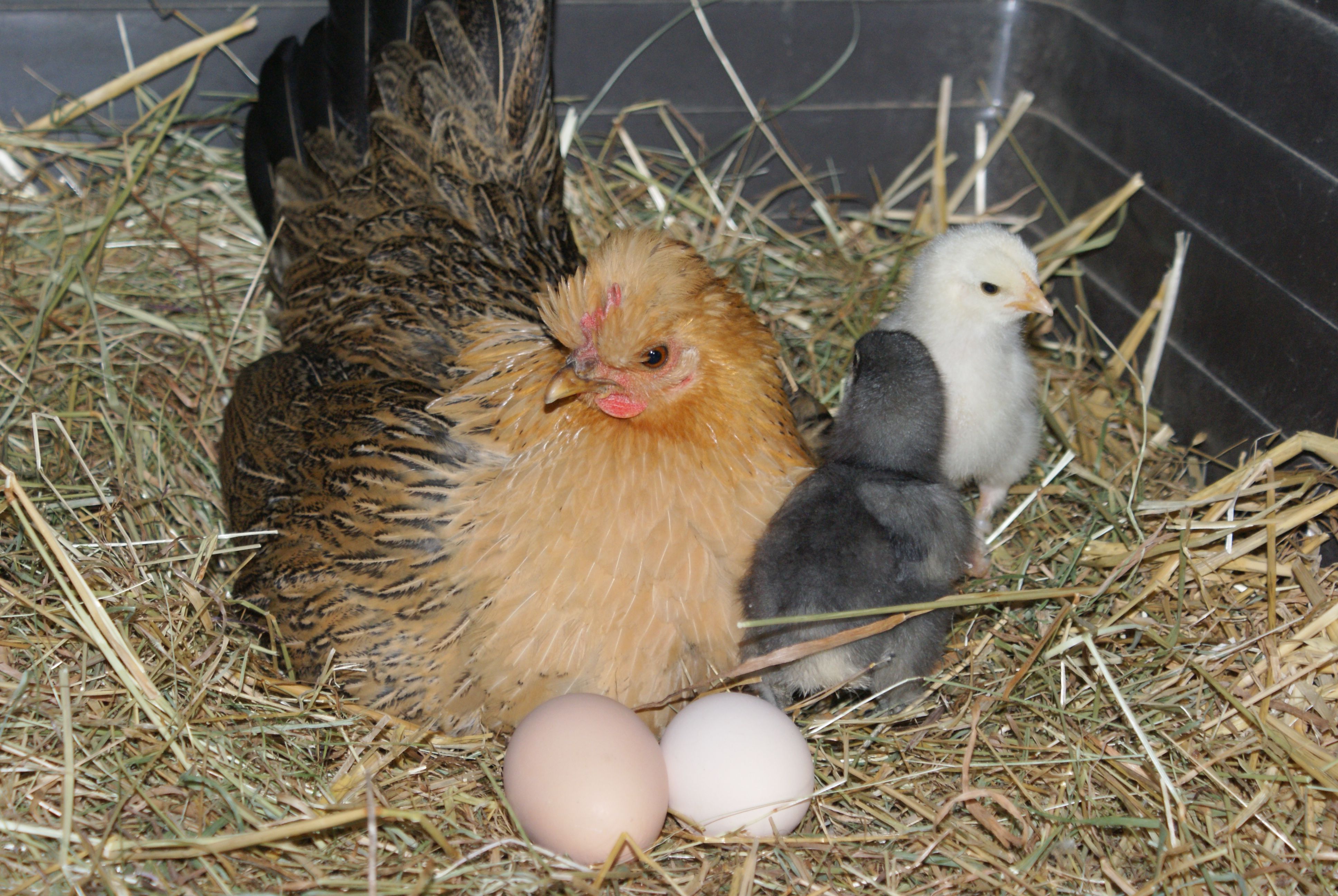Cotcot, poule naine huppée dorée