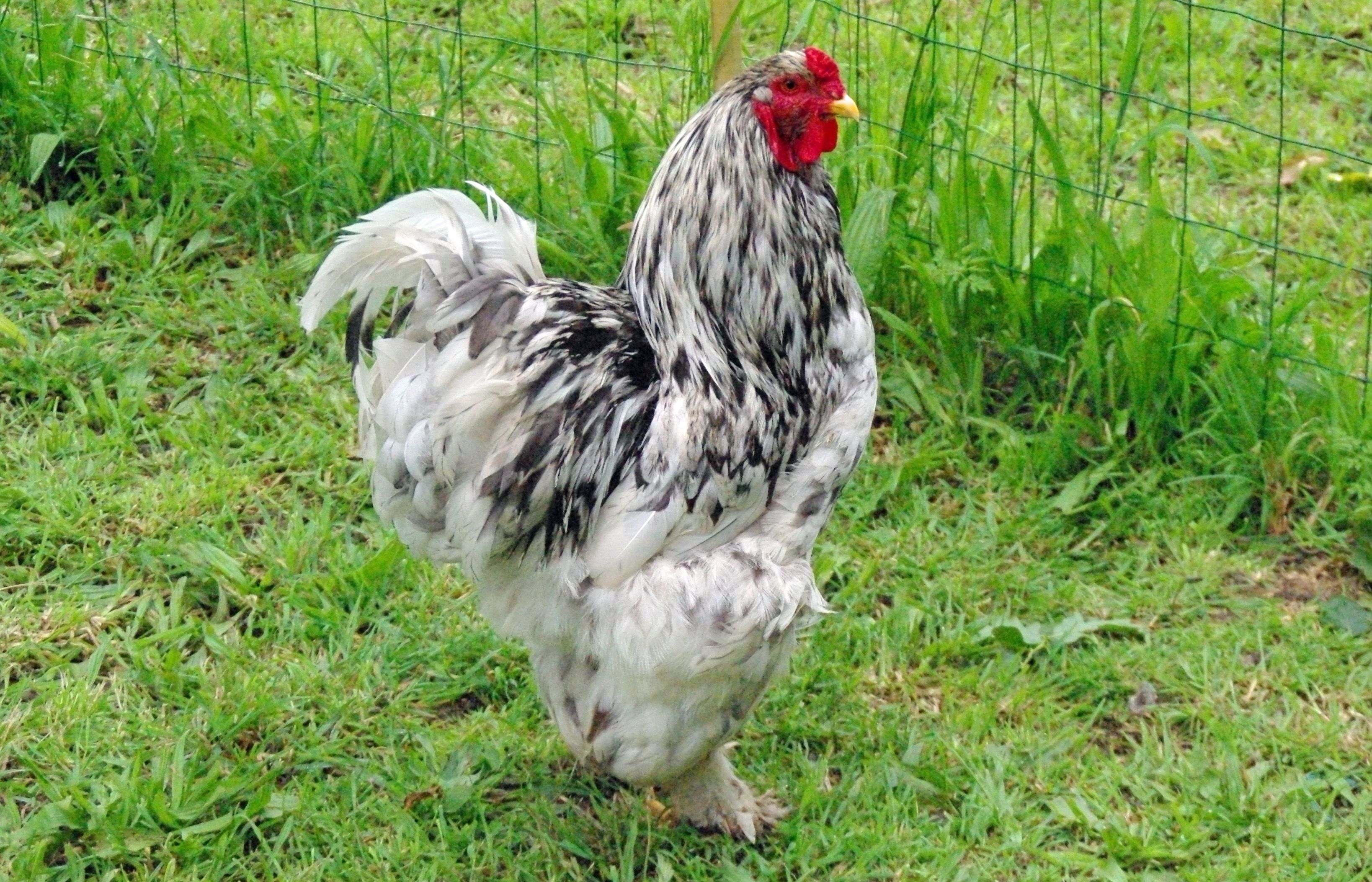 Les poussins brahma grande race