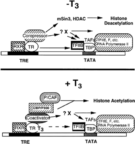 THYROID-HORMONE RECEPTOR BINDING TO THYROID HORMONE RESPONSE ELEMENTS ...