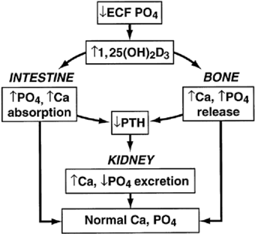 HORMONAL CONTROL OF CALCIUM HOMEOSTASIS | Oncohema Key