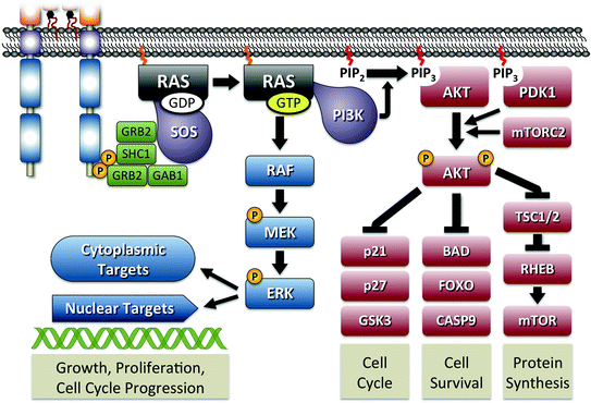 C Cell Biology And Oncogenic Transformation Oncohema Key