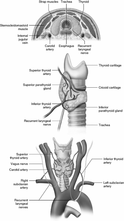 Thyroid Gland Embryology, Anatomy, and Physiology | Oncohema Key