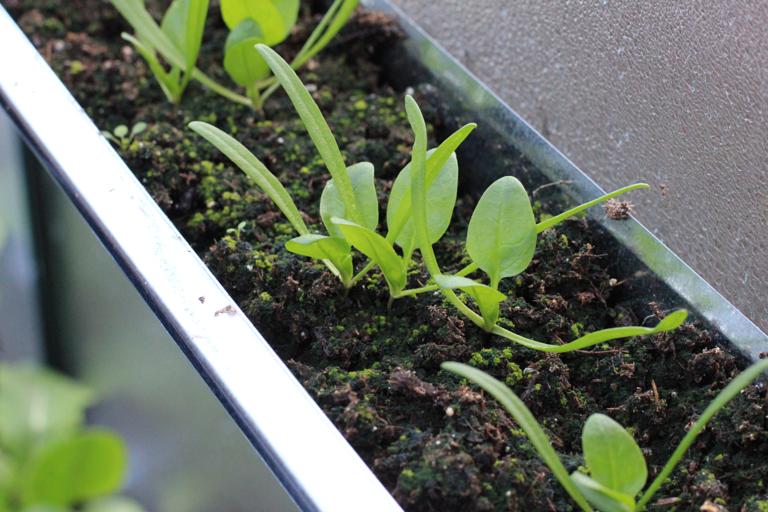 How To Grow Your Own Food In A Greenhouse One Hundred Dollars A Month how-to-grow-your-own-food-in-a-greenhouse-one-hundred-dollars-a-month