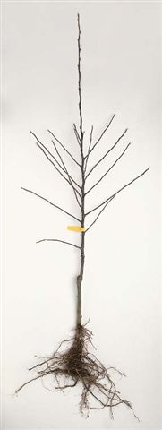 Bare Root Trees and Shrubs | ongardening.com