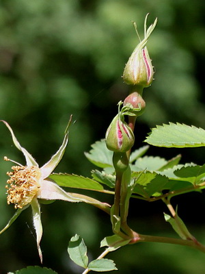 Park atirgul (atirgul kestirib): turlarning xususiyatlari. Rosehip ...