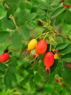 Park atirgul (atirgul kestirib): turlarning xususiyatlari. Rosehip ...
