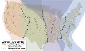 Flyways and Highways – Ornithology