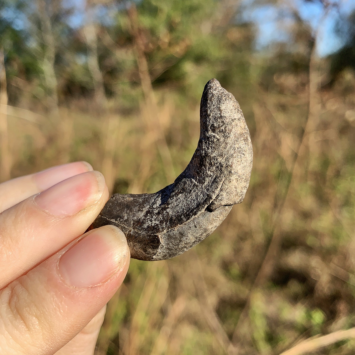 Camel Canine | Pleistocene of Florida - PaleoCris