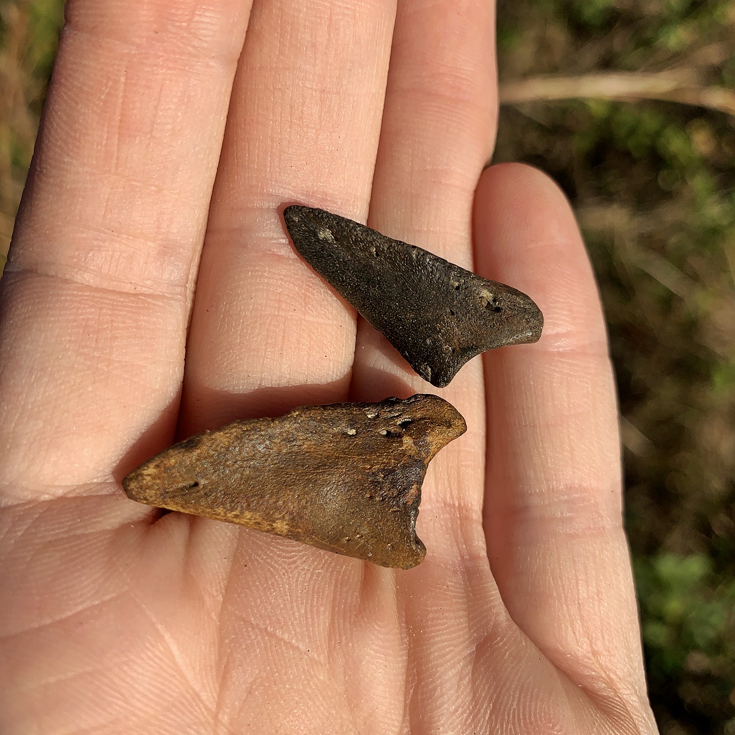 Fossil Whitetail Deer Hoof Cores | Pleistocene of Florid - PaleoCris