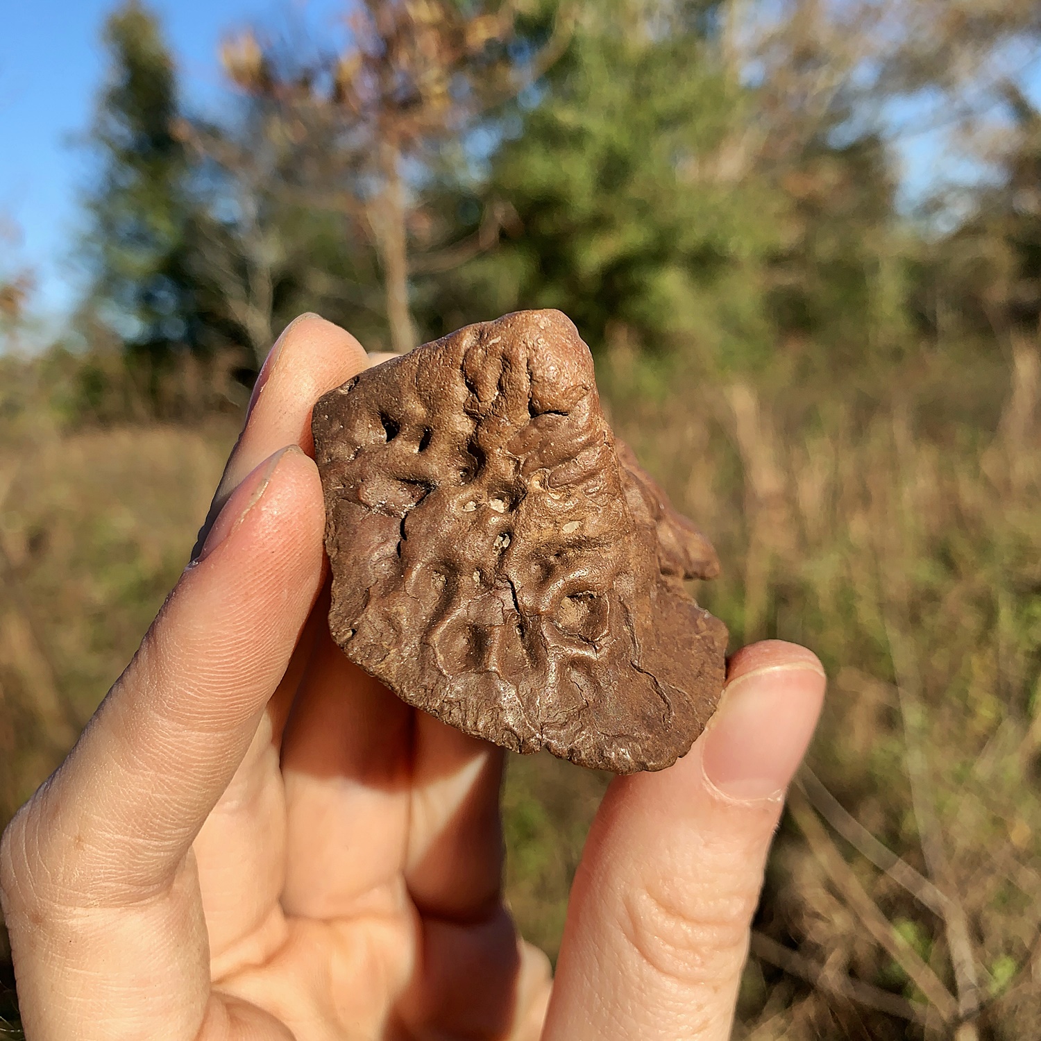 Fossil Alligator Osteoderm - Pleistocene of Florida - PaleoCris