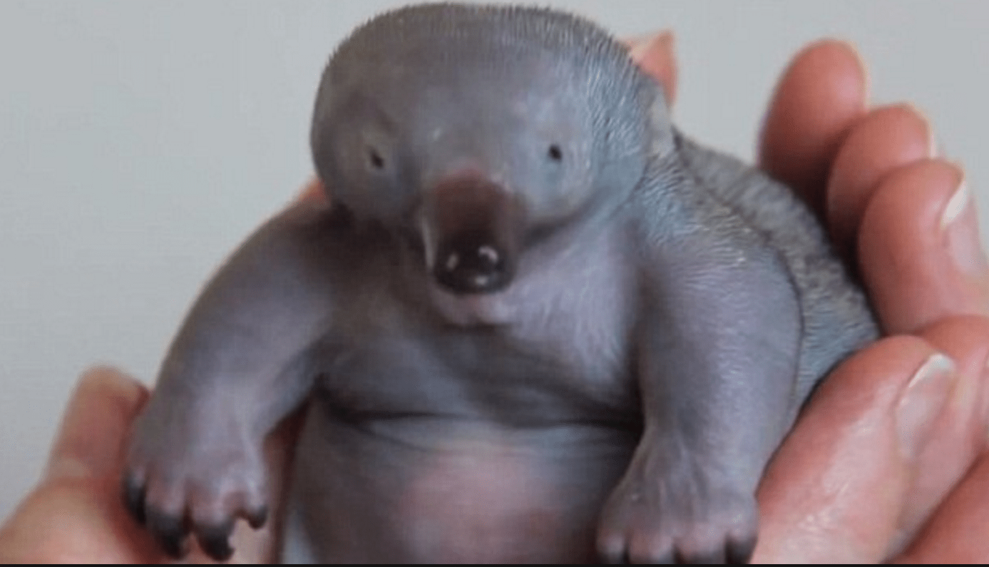 THE ECHIDNA, A STRANGE LITTLE ANIMAL. - Pauline Conolly