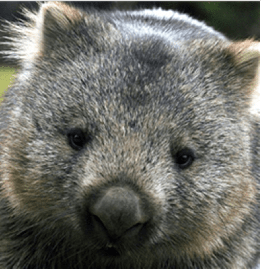 A WOMBAT IS WISE IN A WONDERFUL WAY - Pauline Conolly