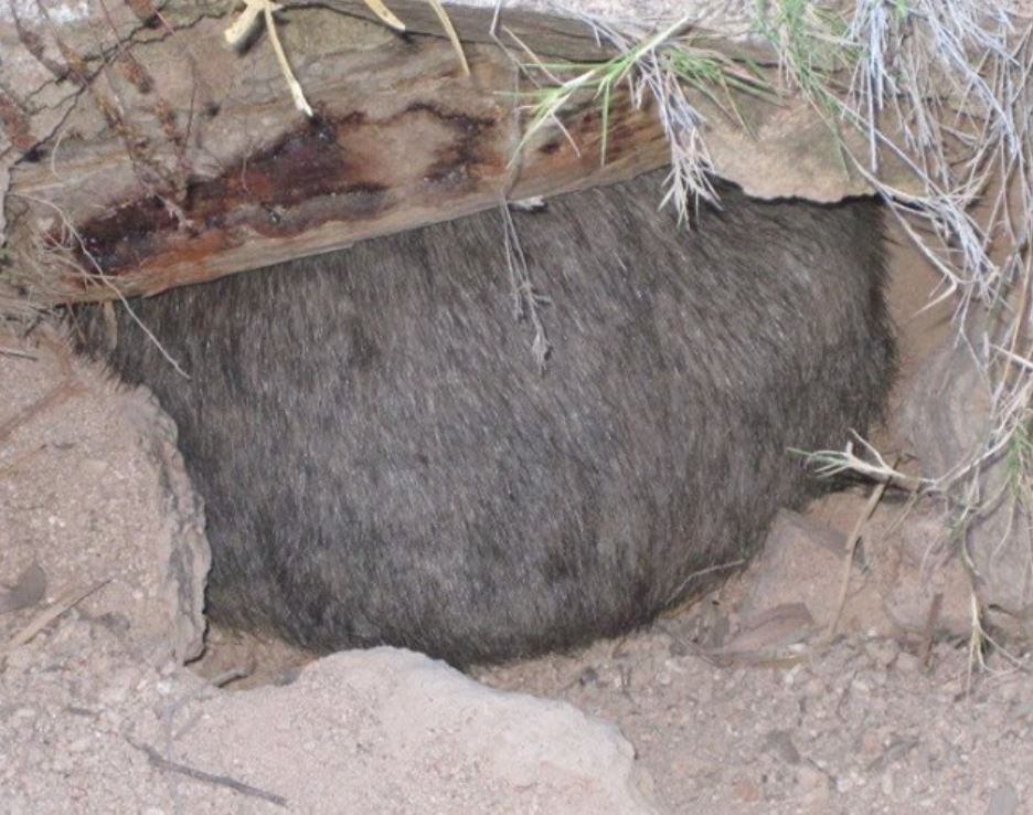 A WOMBAT IS WISE IN A WONDERFUL WAY - Pauline Conolly